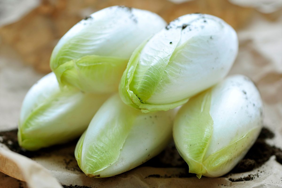 Creatief met witloof – 10 tips en recepten